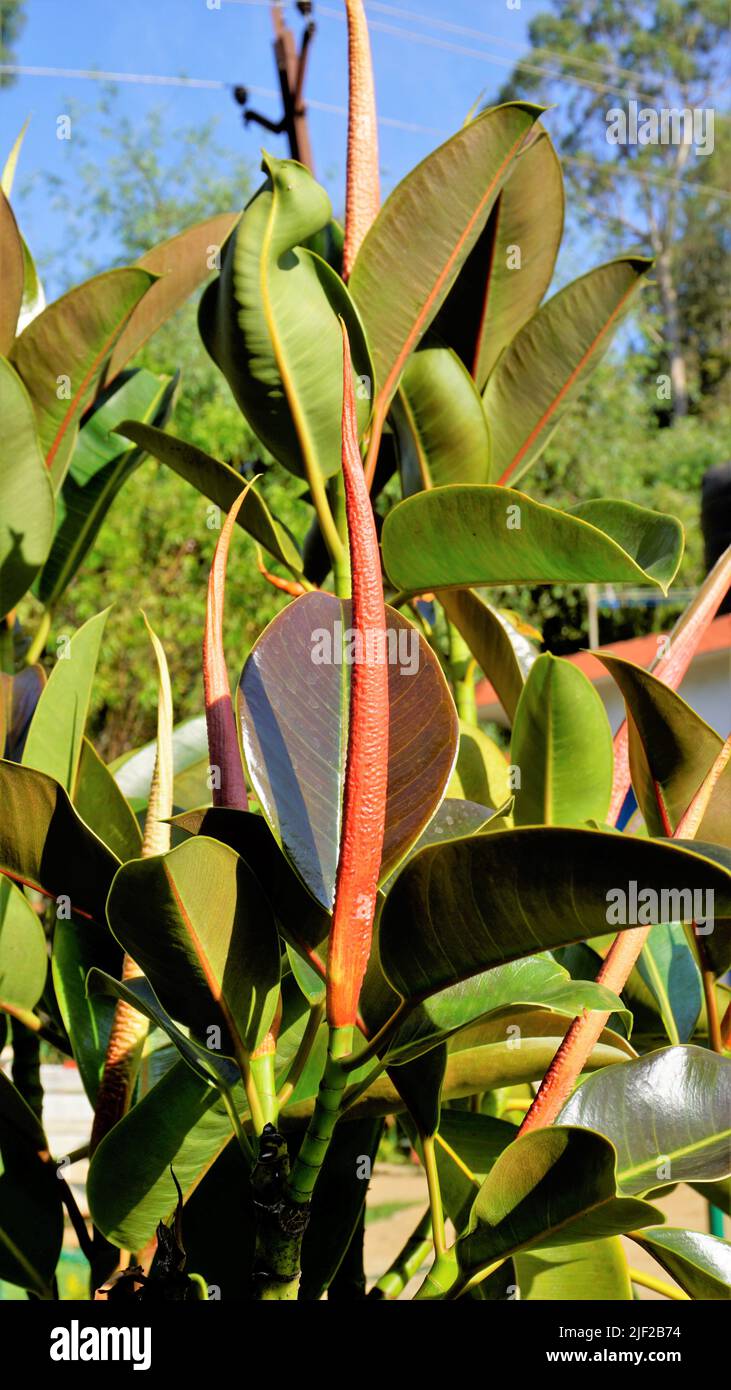 Closeup of blooming flowers of Ficus elastic also known as India rubber ...