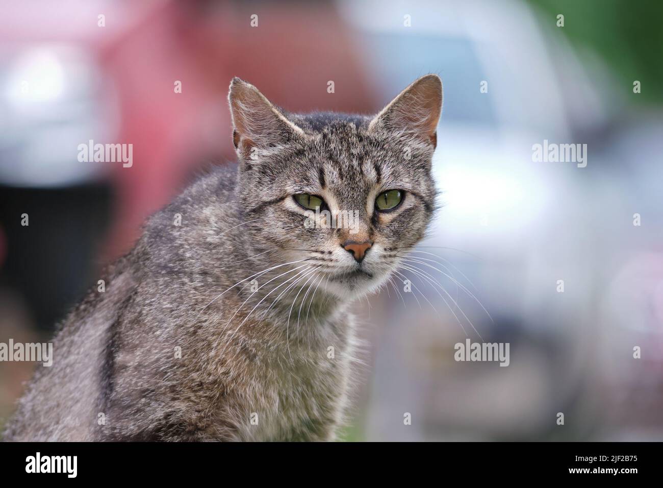 Stray cat on steet hi-res stock photography and images - Alamy