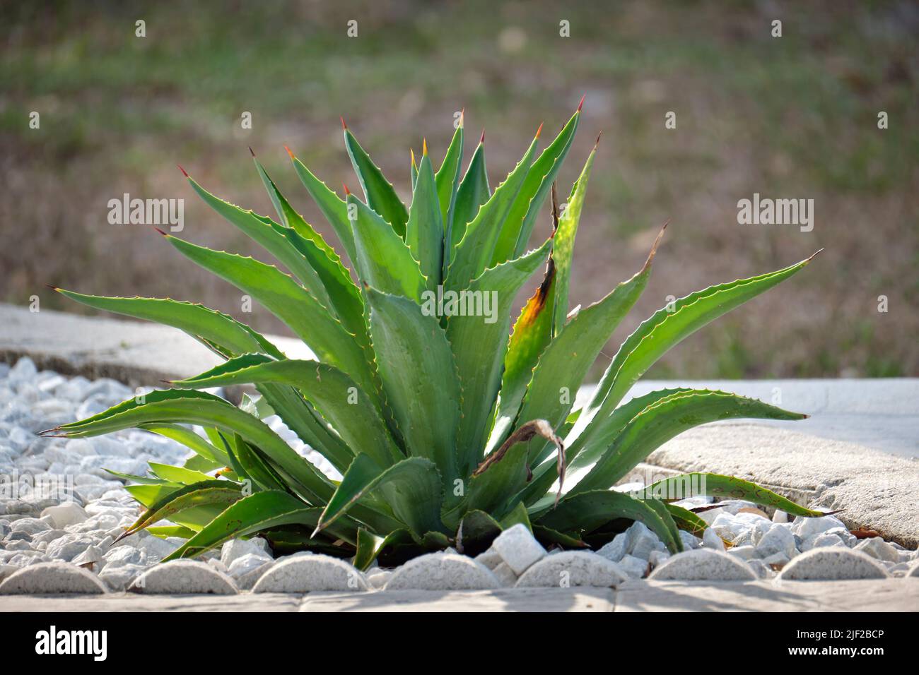 Close up of aloe vera plant with big green leaves growing outdoors on ...