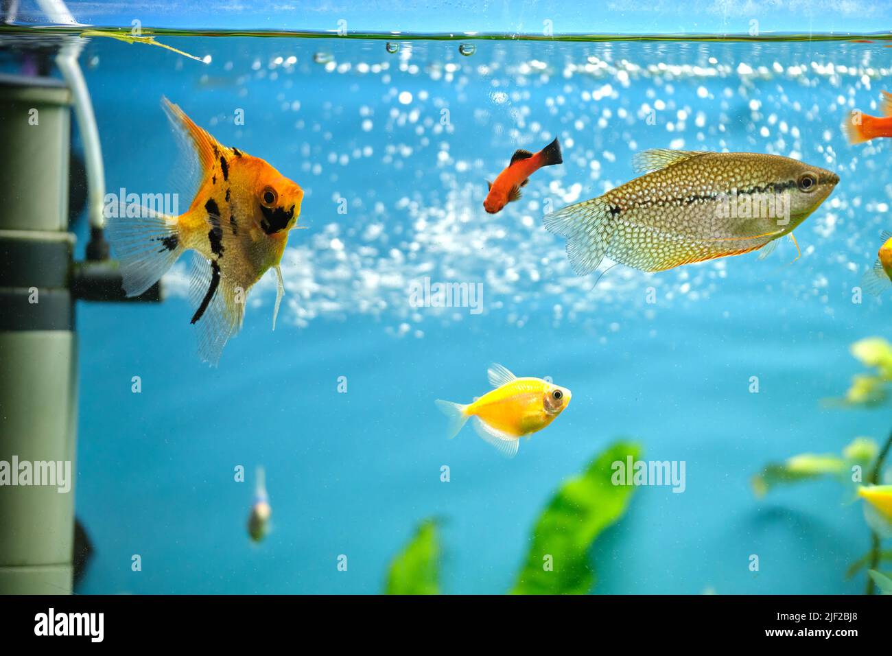 Colorful exotic fish swimming in deep blue water aquarium with green ...