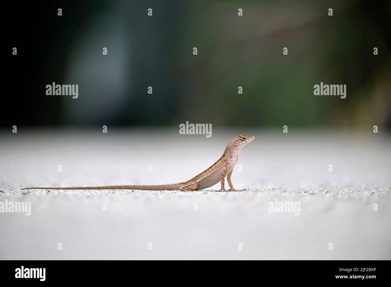 Macro closeup of blown alone lizard warming on summer sun. Anolis ...