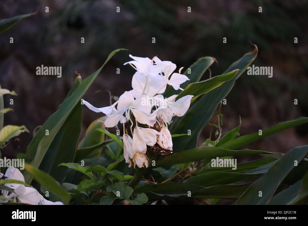Hawaiian ginger hi-res stock photography and images - Alamy