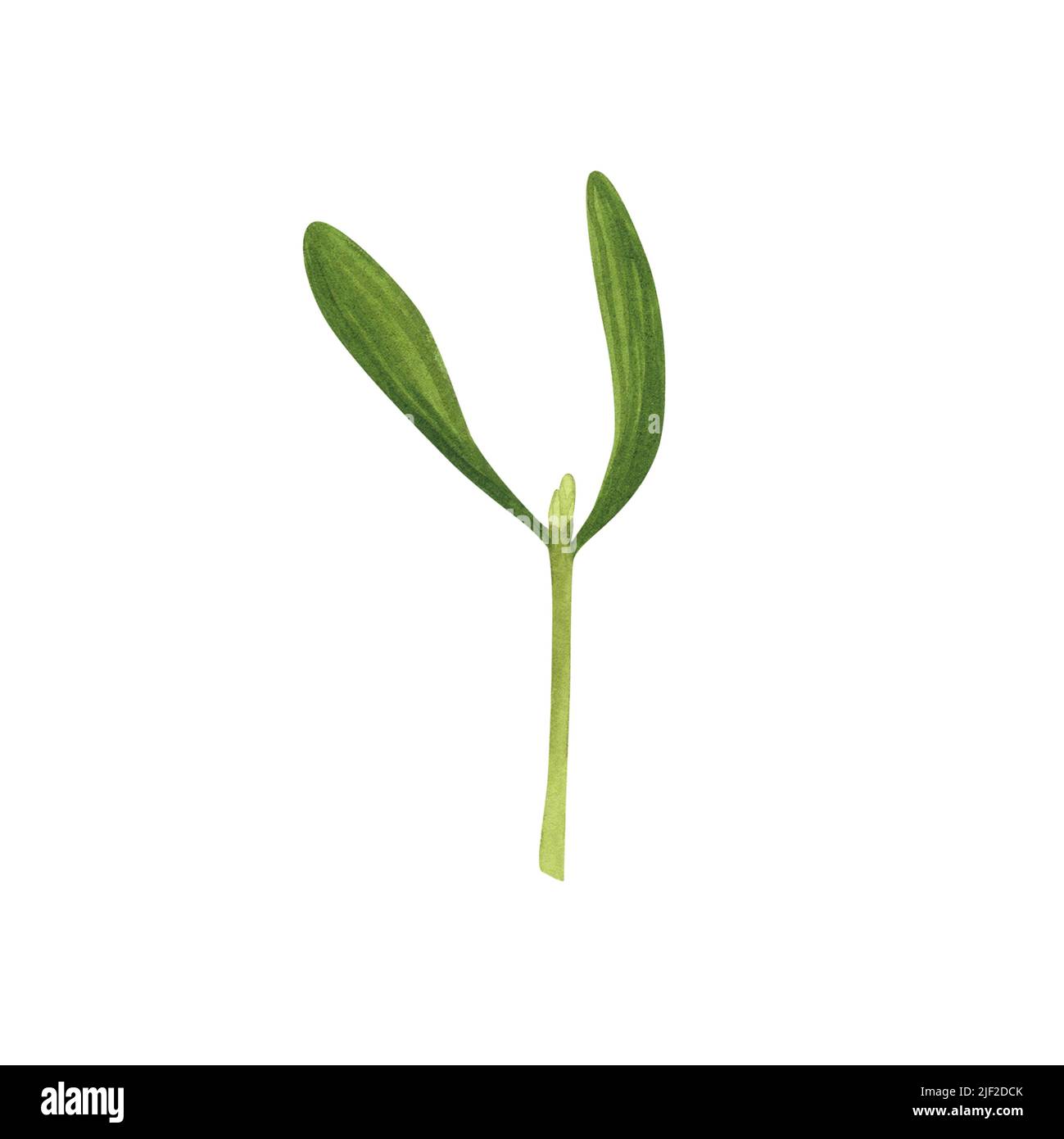 Christmas Mistletoe branch isolated on white background. Watercolor ...