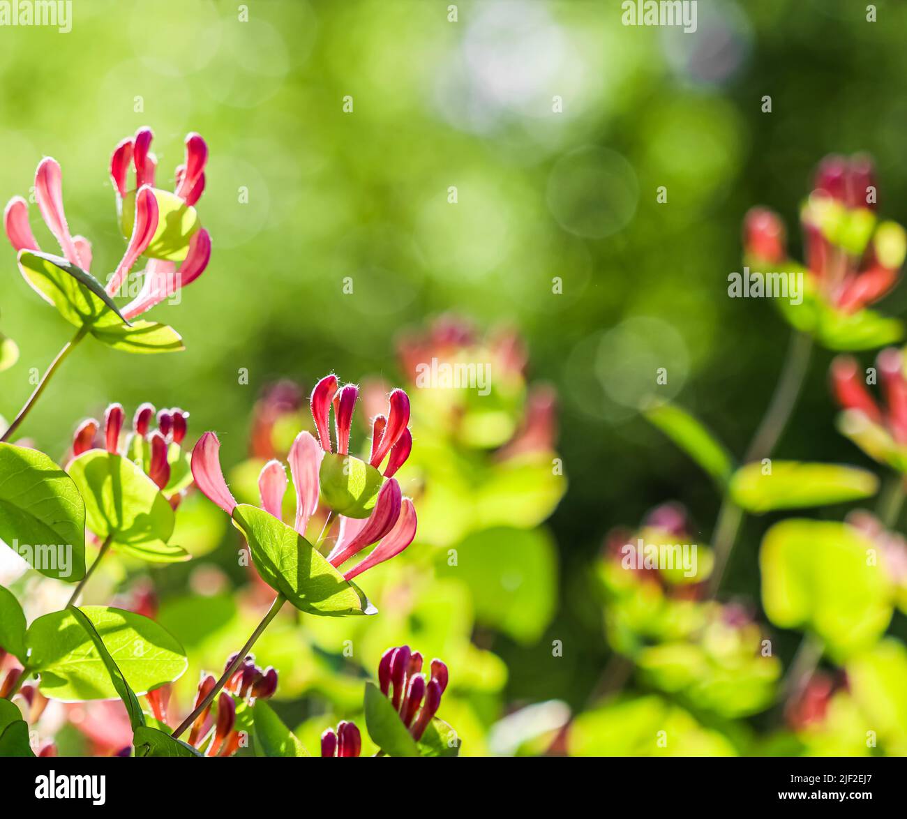 Pink Honeysuckle buds and flowers in a sunny garden. Lonicera Etrusca ...