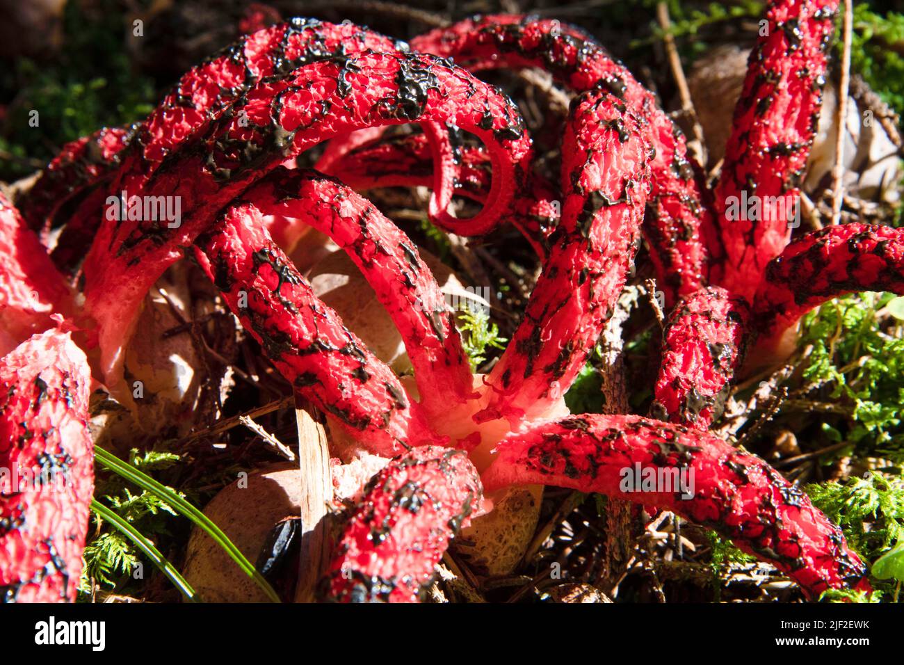 Mushroom Anthurus archeri Stock Photo - Alamy