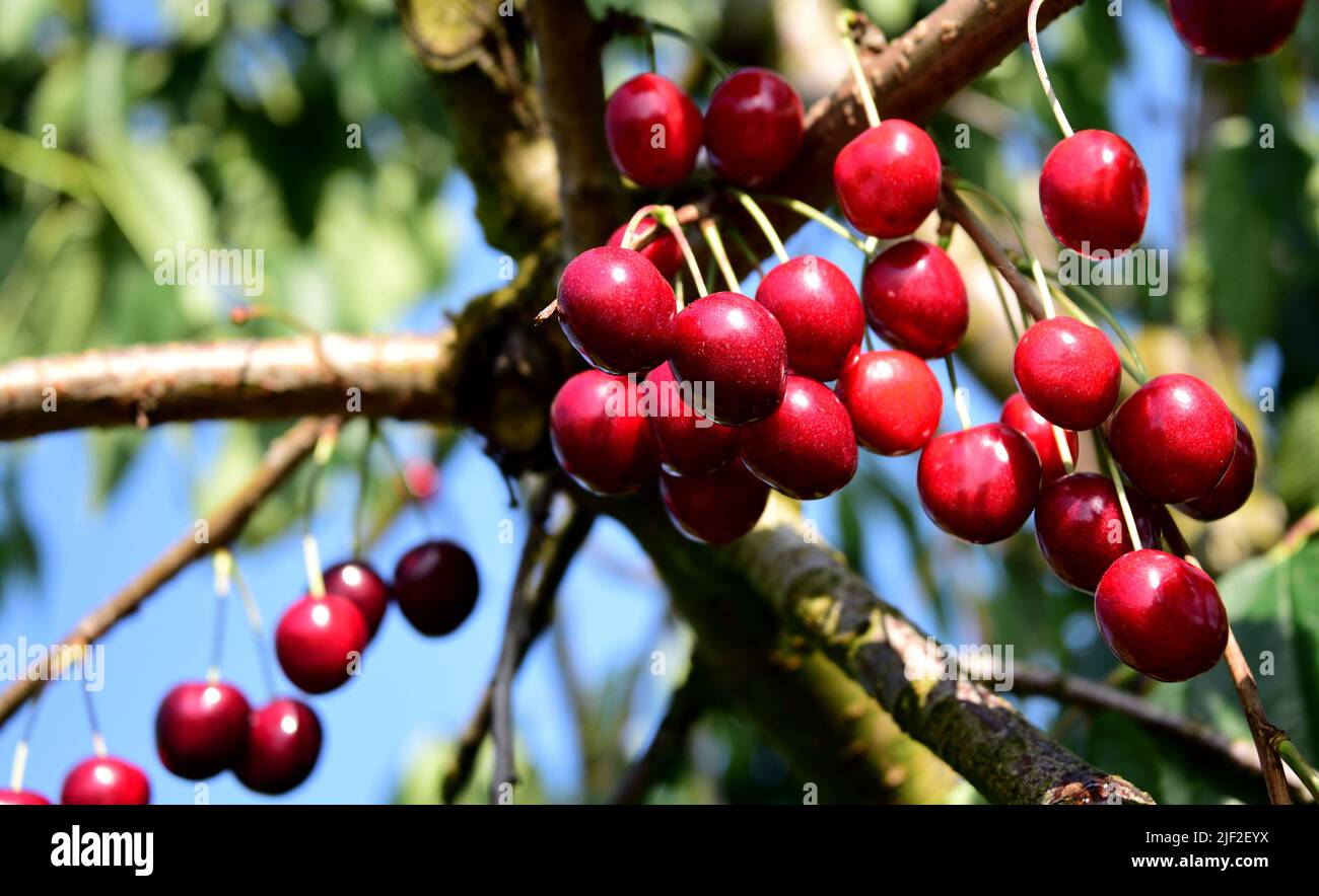 Germany. 19th June, 2022. Ripe red cherries hanging on a tree in the ...