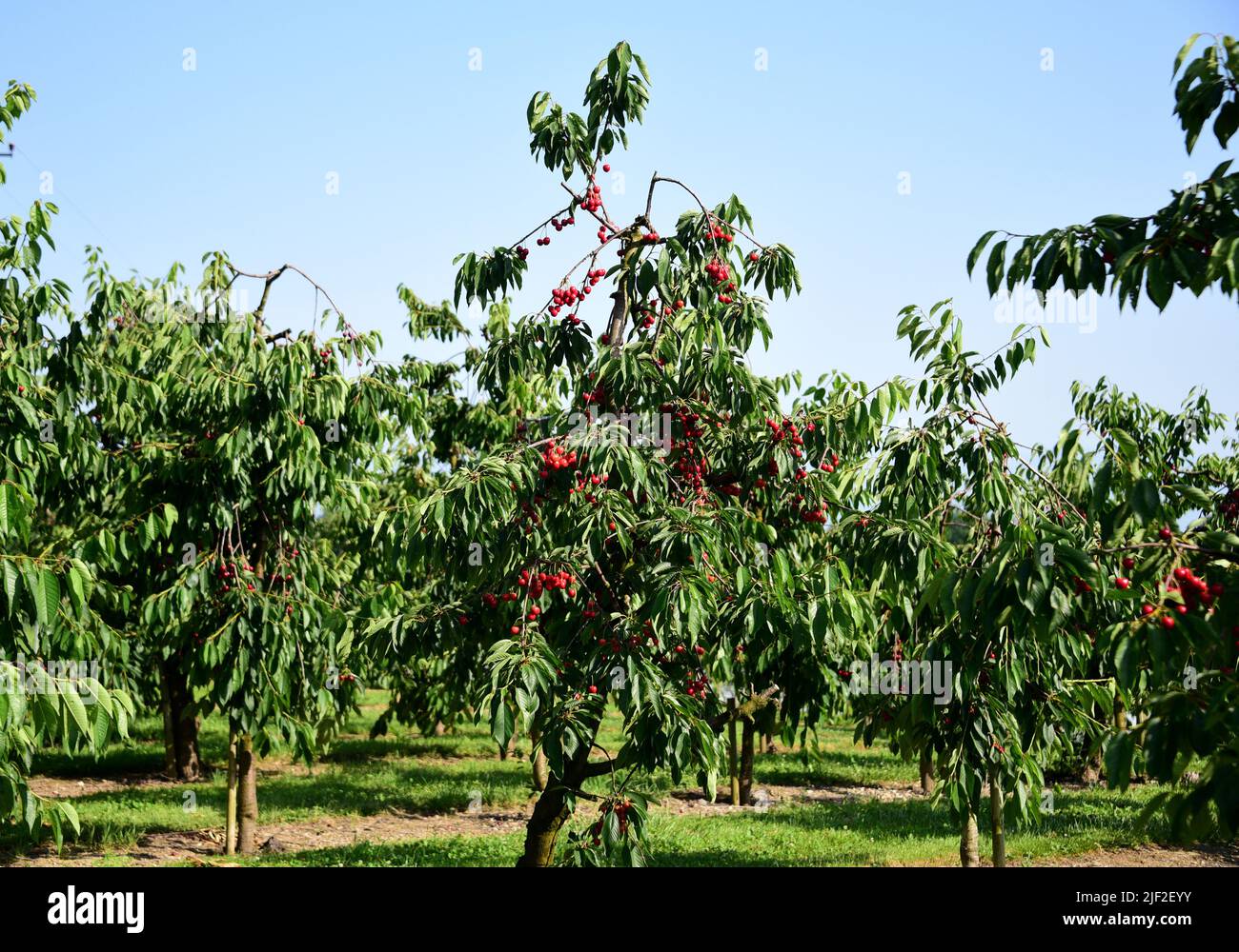 Germany. 19th June, 2022. Ripe red cherries hanging on a tree in the ...