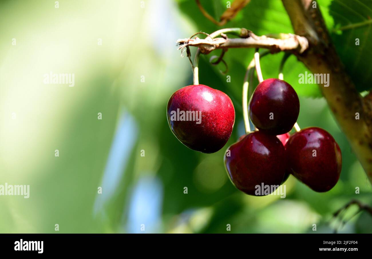 Germany. 19th June, 2022. Ripe red cherries hanging on a tree in the ...