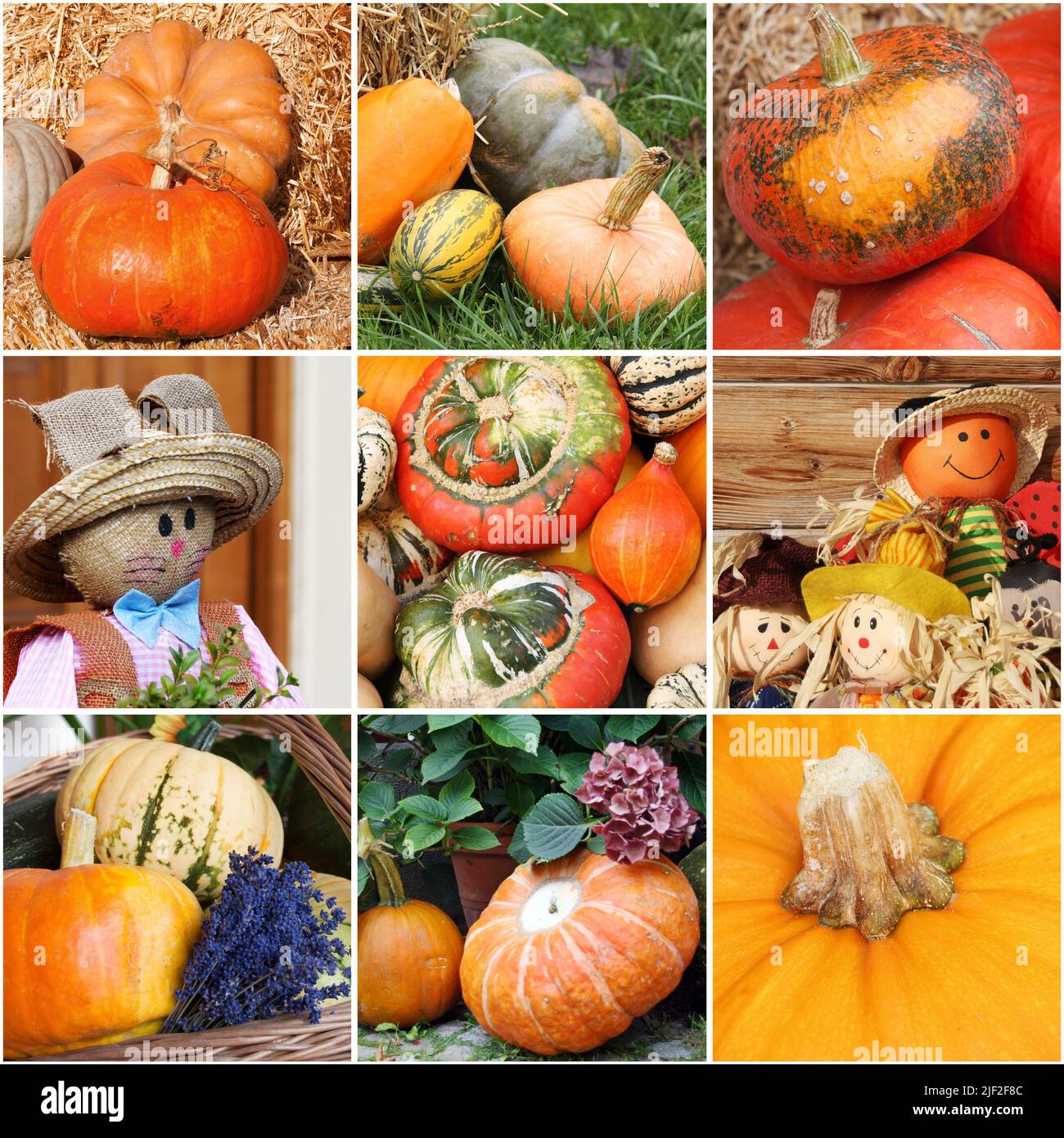 Pumpkin in village harvest collage Stock Photo - Alamy