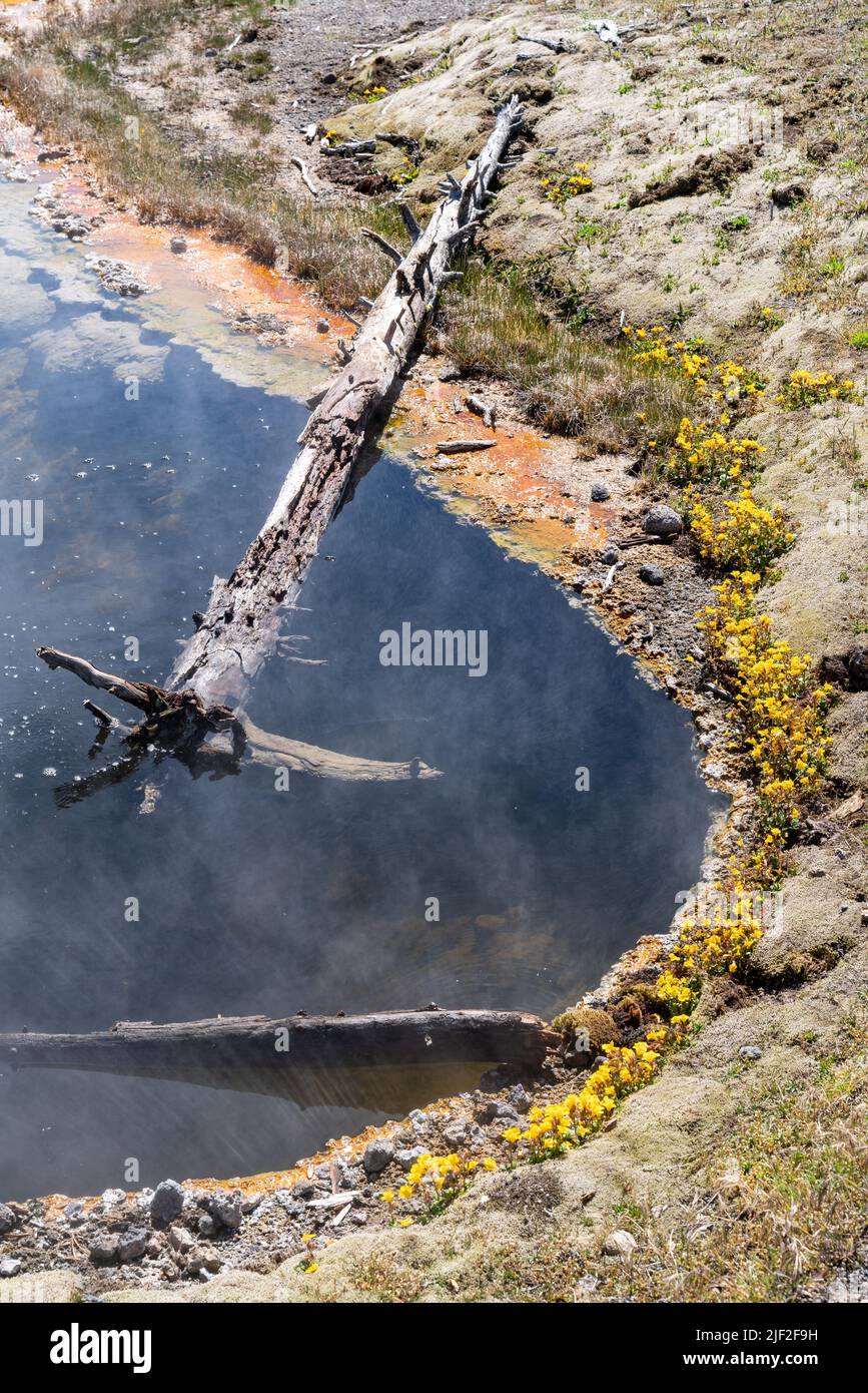 Tree of life of bacteria hi-res stock photography and images - Alamy