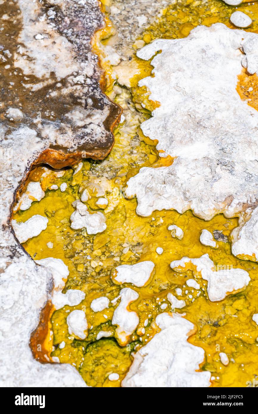 Microbial cyanobacteria hi-res stock photography and images - Alamy