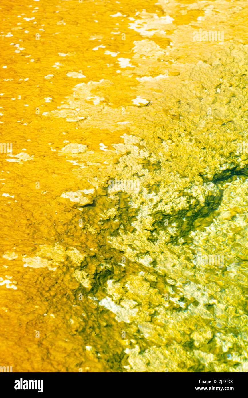 Microbial cyanobacteria hi-res stock photography and images - Alamy