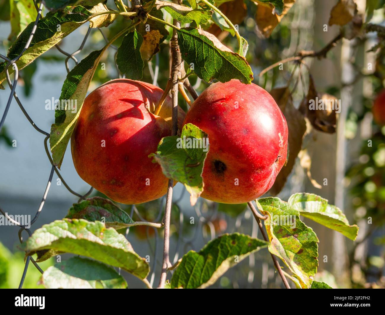 Fruits Infected by the Monilia fructigena Stock Photo - Alamy