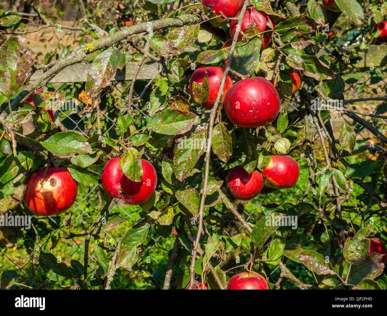 Fruits Infected by the Monilia fructigena Stock Photo - Alamy