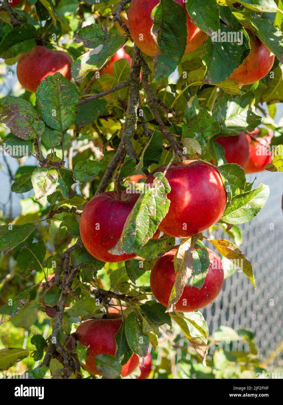 Fruits Infected by the Monilia fructigena Stock Photo - Alamy