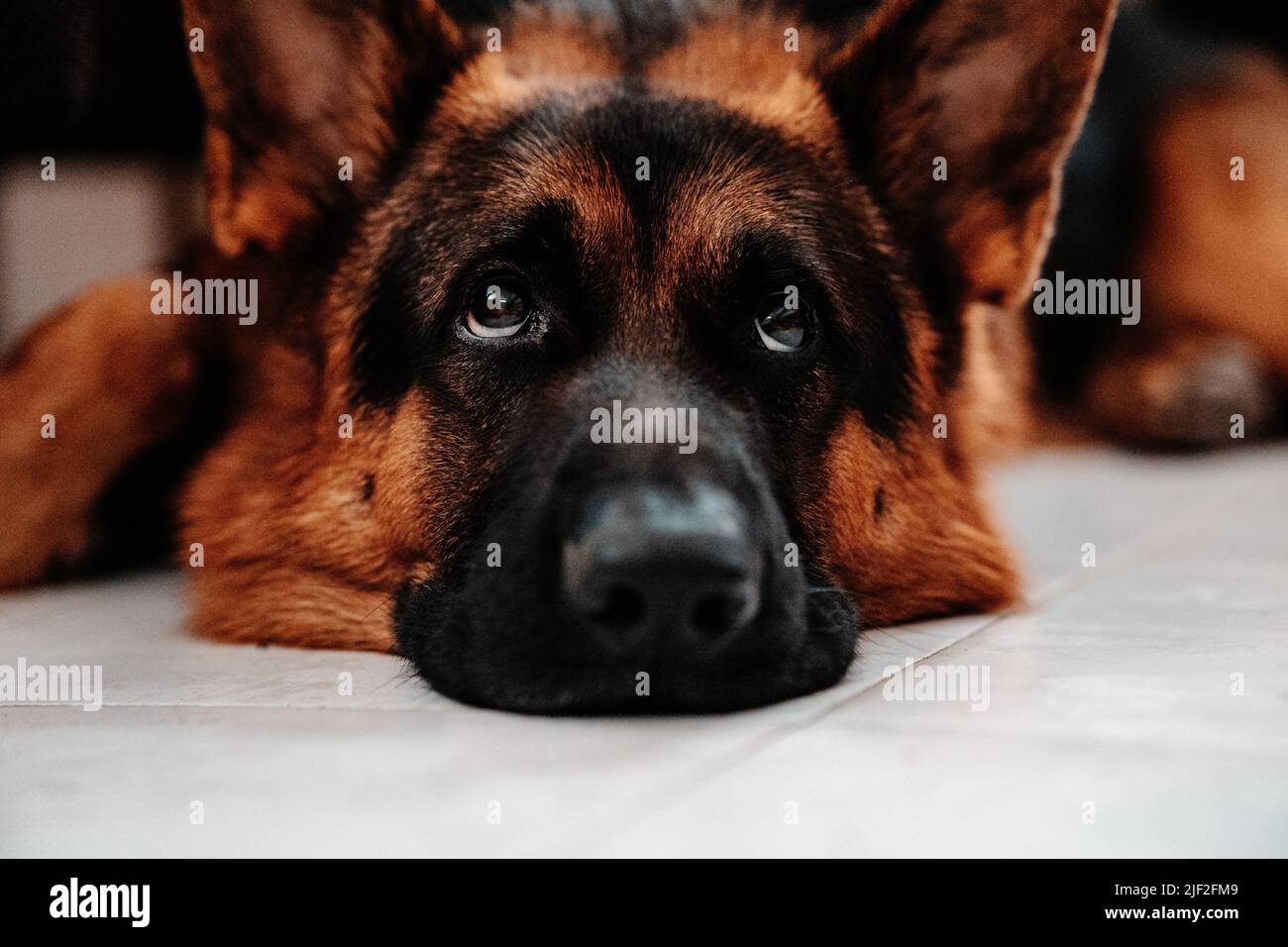 a close-up shot of a german shepherd's portrait with eyes looking up ...