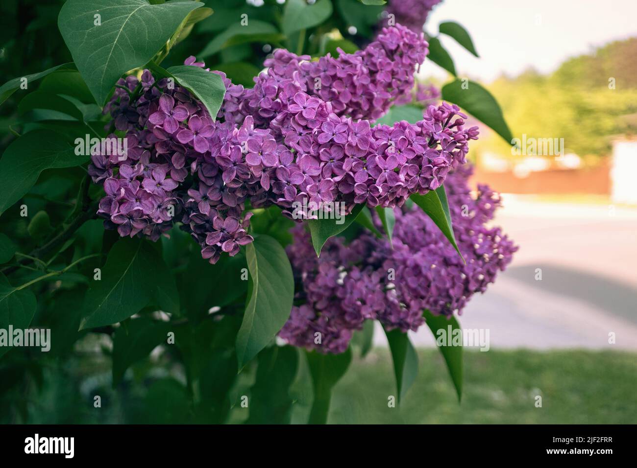 Spring branch of blooming lilac. Beautiful lilac flowers with selective ...