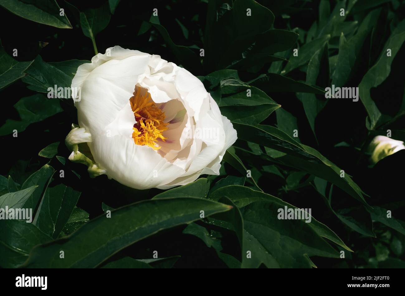 Big beautiful white tree-like peony flowers in the spring garden. Tree ...