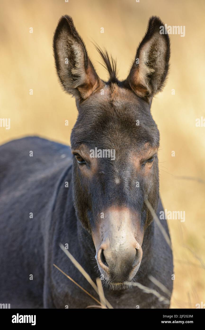 Pretty donkey hi-res stock photography and images - Alamy
