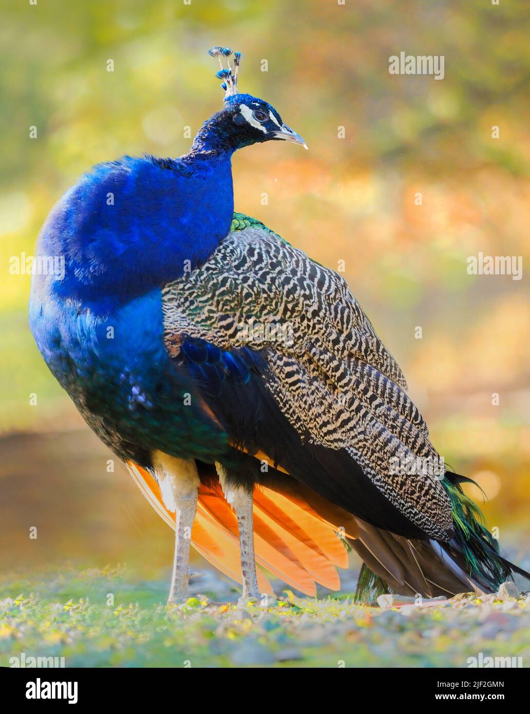 Detail of the structure of peacock feathers. Peacock in closeup ...