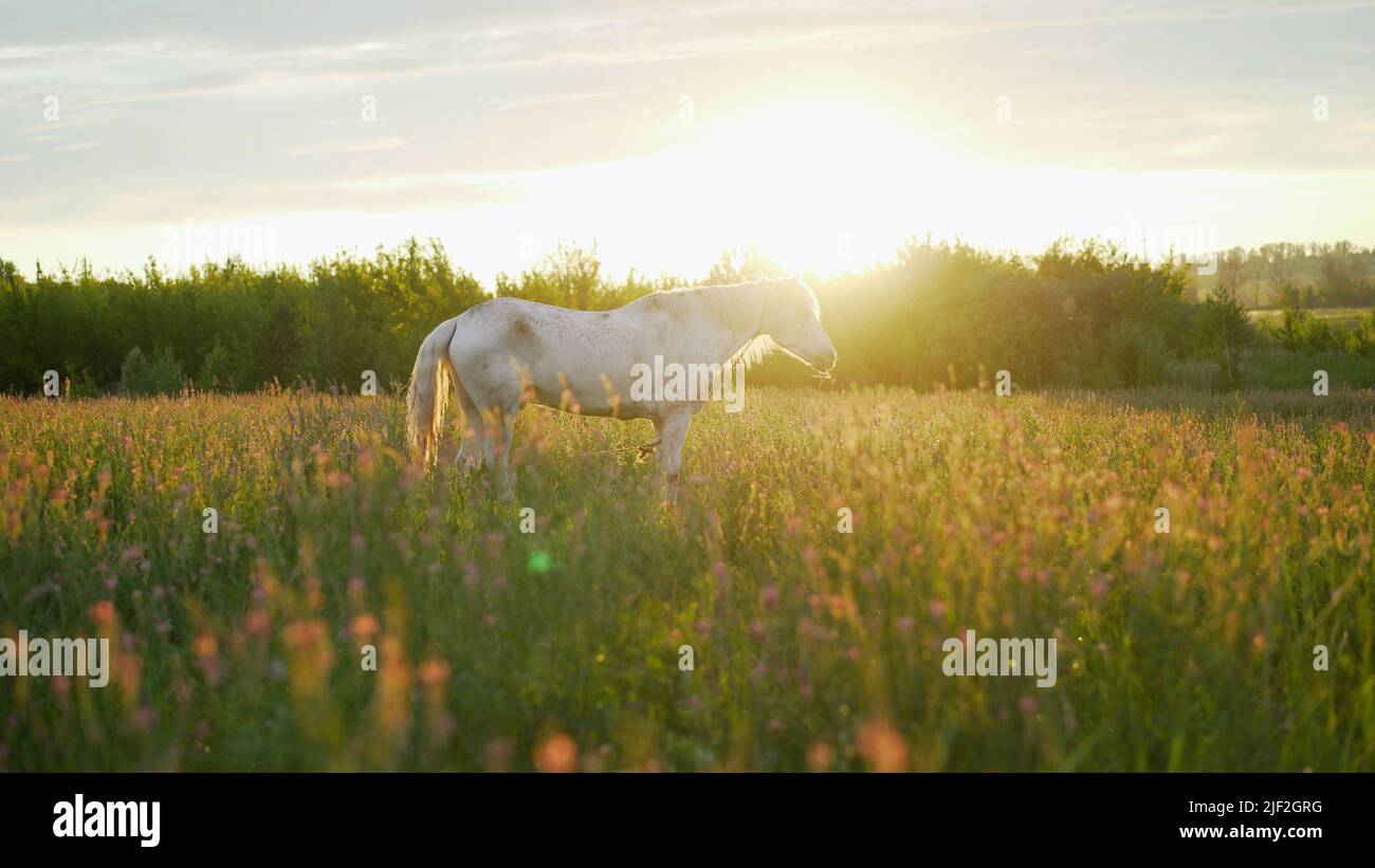 White trotter in the grass, golden sunset. Beautiful horse in the ...