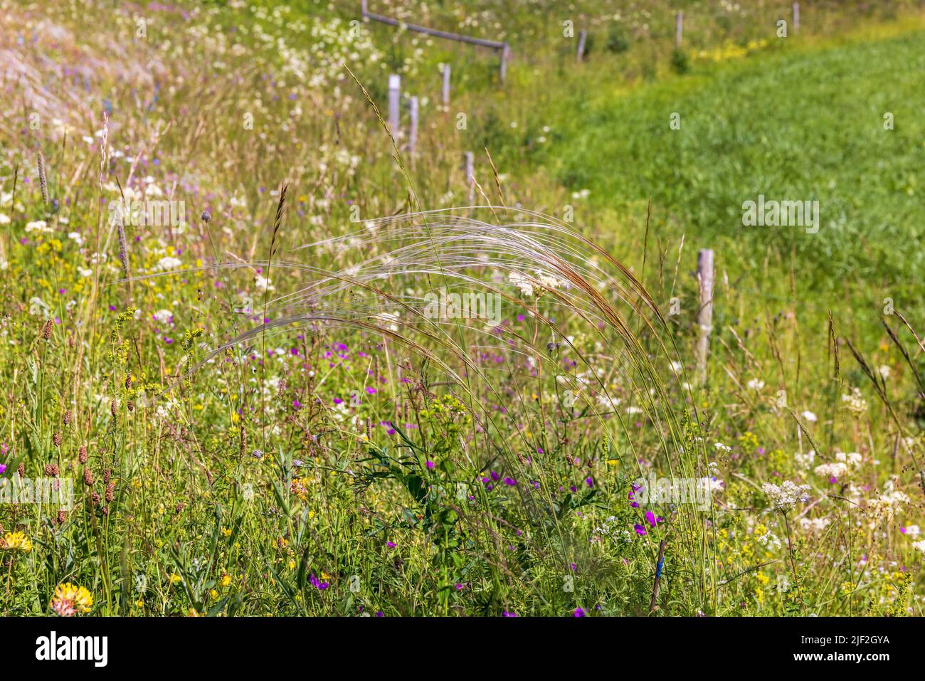 Wind blowing a feather hi-res stock photography and images - Alamy