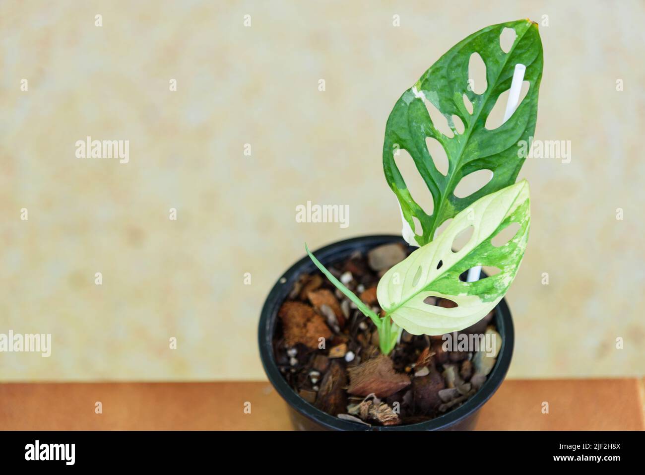 Monstera adansonii albo variegated giant Stock Photo - Alamy