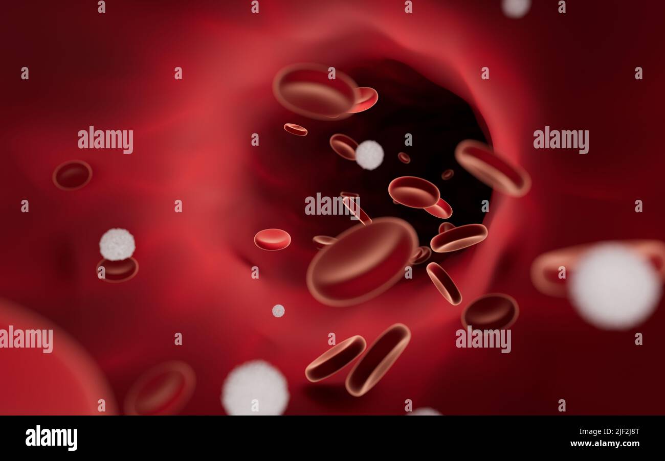 Red and white blood cells in blood vessels, 3d rendering. Computer ...