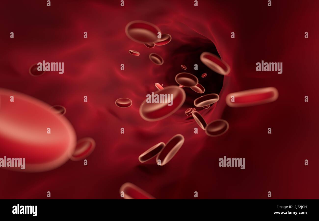 Red blood cells flowing through blood vessels, 3d rendering. Computer ...
