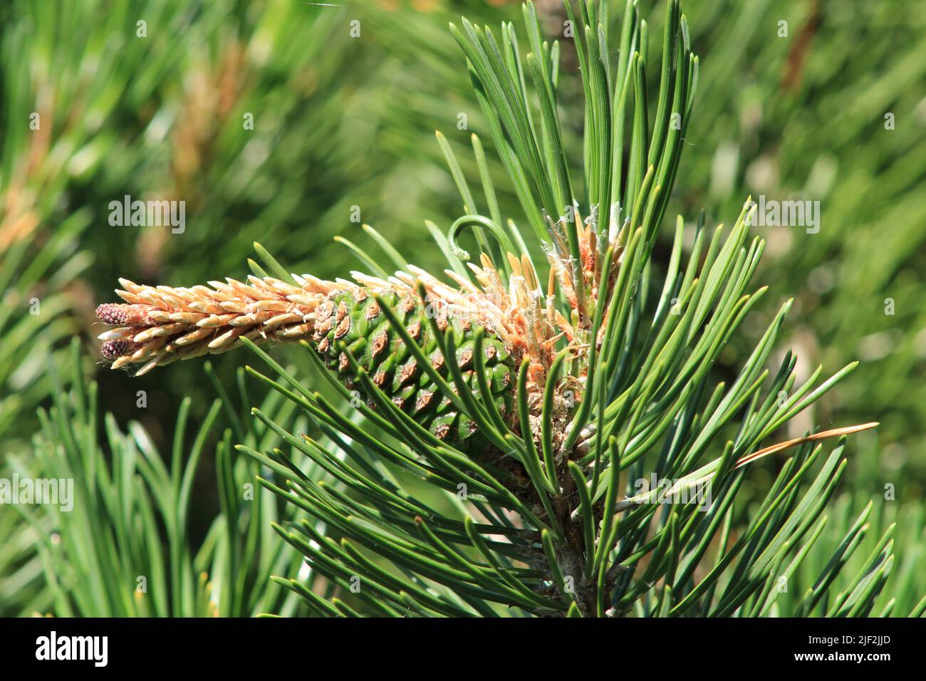 side view of top of pine tree branch with buds and green cone Stock ...