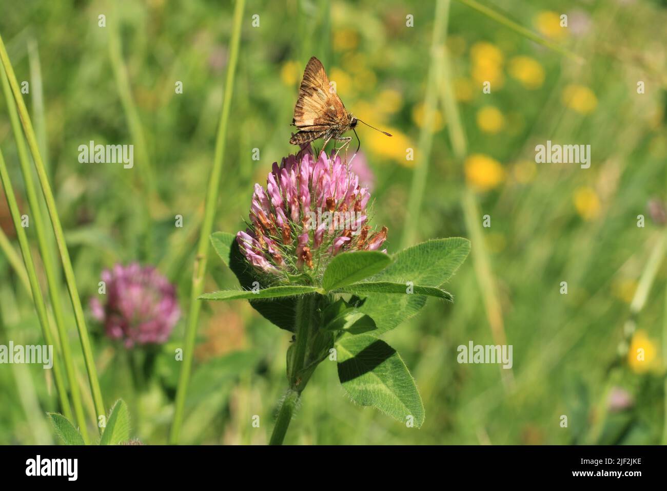 Pink purple butterfly hi-res stock photography and images - Alamy