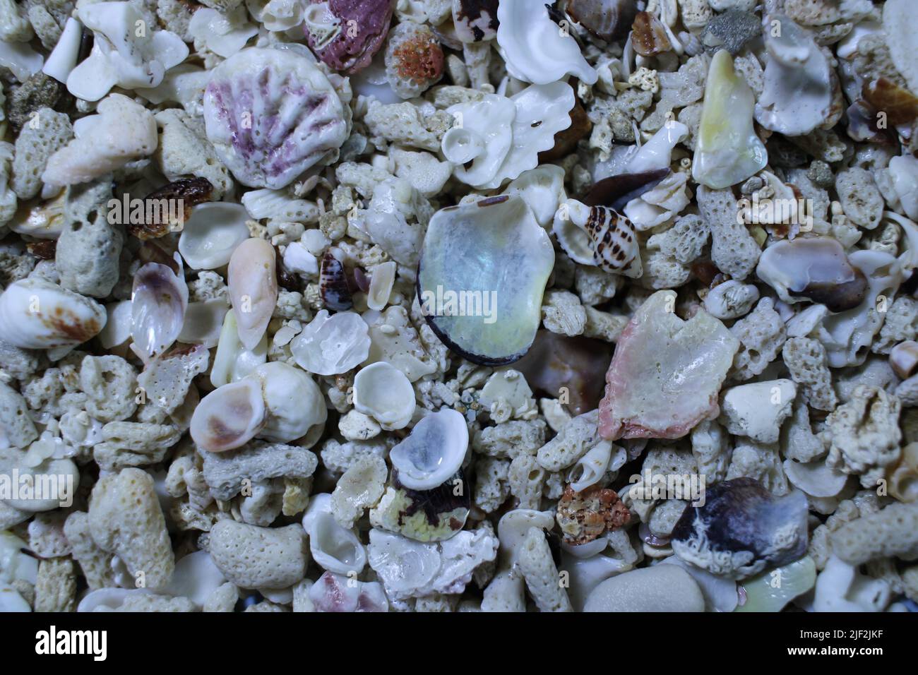 Purple sea shells hi-res stock photography and images - Alamy