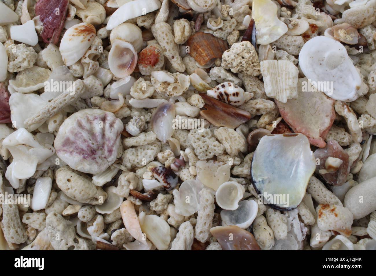 Purple sea shells hi-res stock photography and images - Alamy