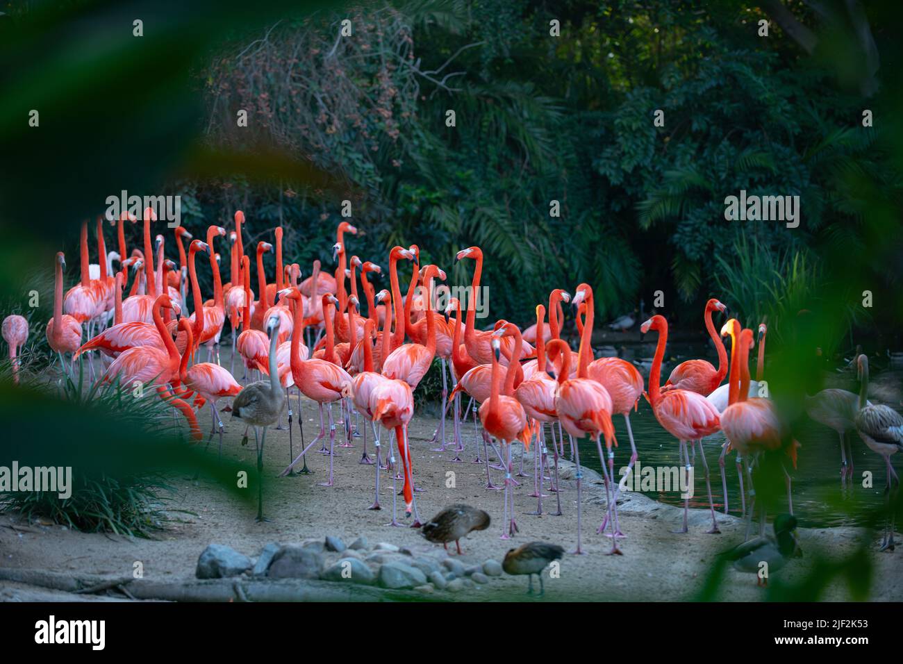 Beautiful pink flamingo. Flock of Pink flamingos in a pond. Flamingos ...