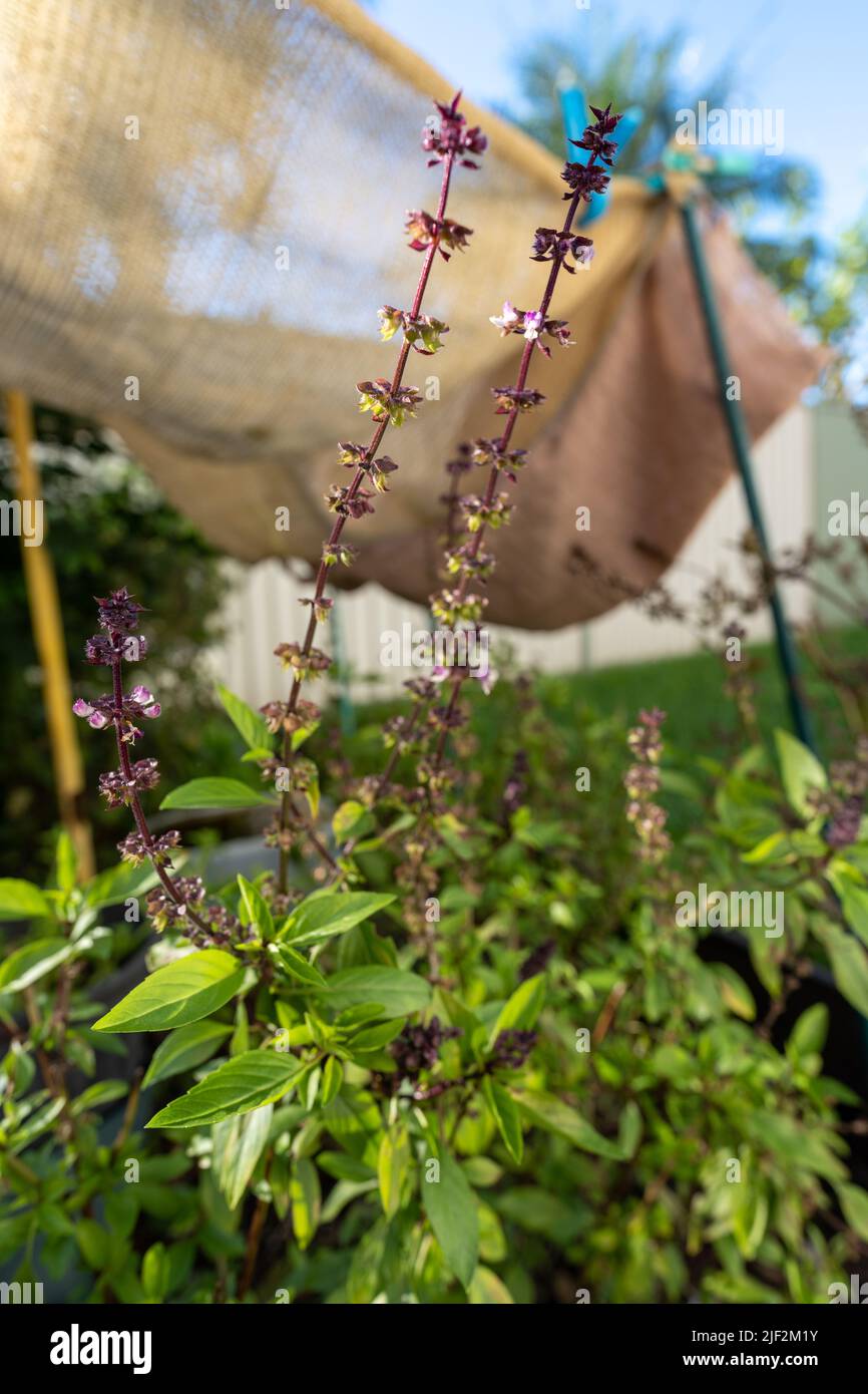 A vertical closeup of Holy Basil plants growing in a garden Stock Photo ...