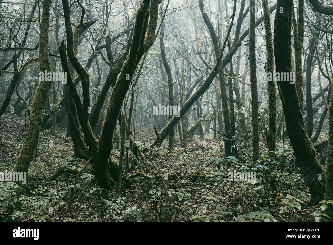 Creepy and scary dark forest path with pld trees and green musk around ...