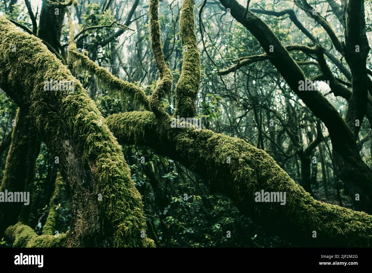 Close up of green trunk trees with musk in a deep wild forest ...