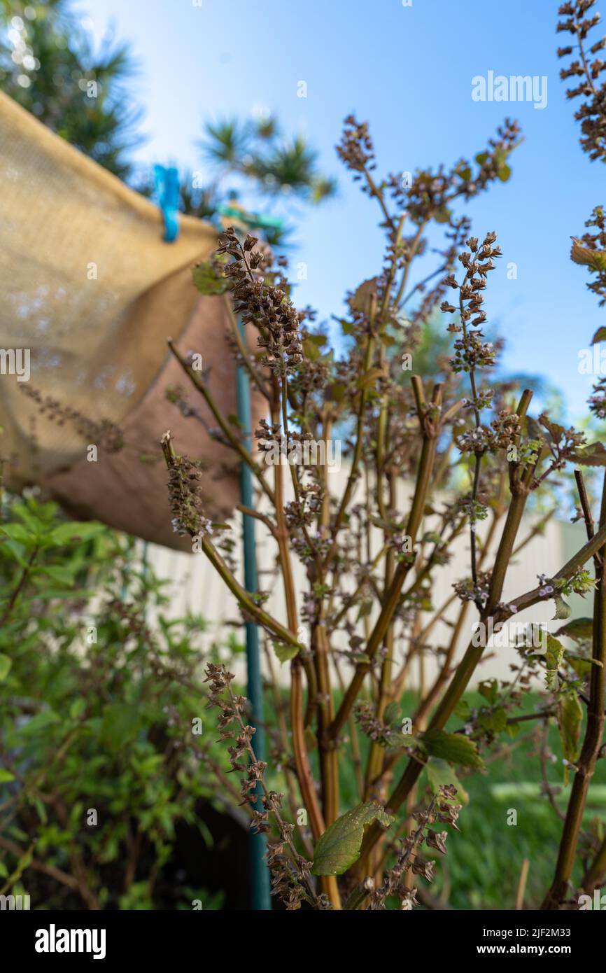 A vertical closeup of Holy Basil plants growing in a garden Stock Photo ...