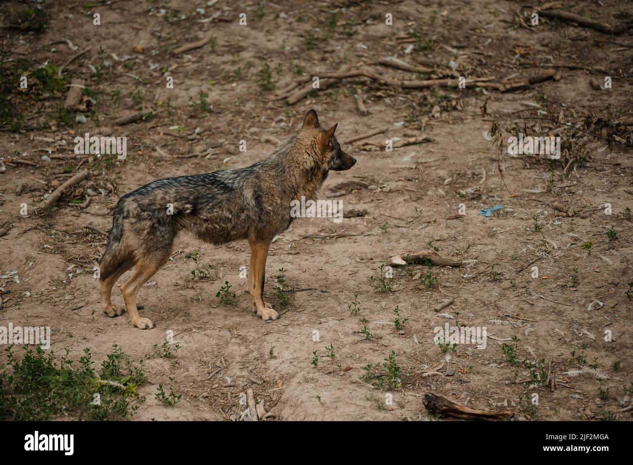 Wolf stands hi-res stock photography and images - Alamy