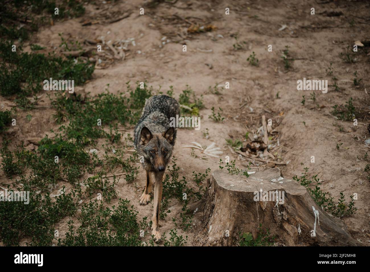 Wolf in the forest. Wolf stands on the ground Stock Photo - Alamy