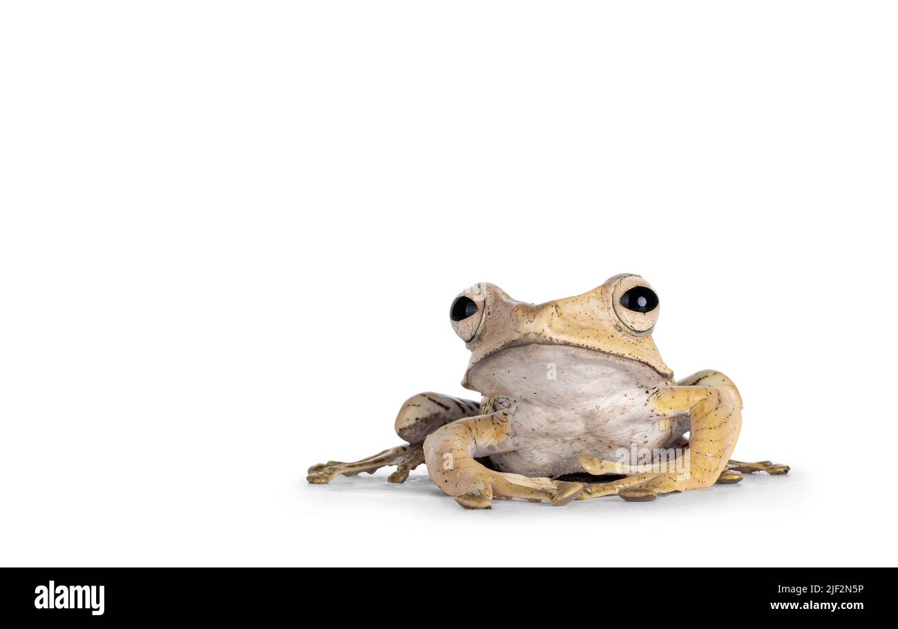 Close up of Borneo eared frog aka Polypedates otilophus sitting facing ...