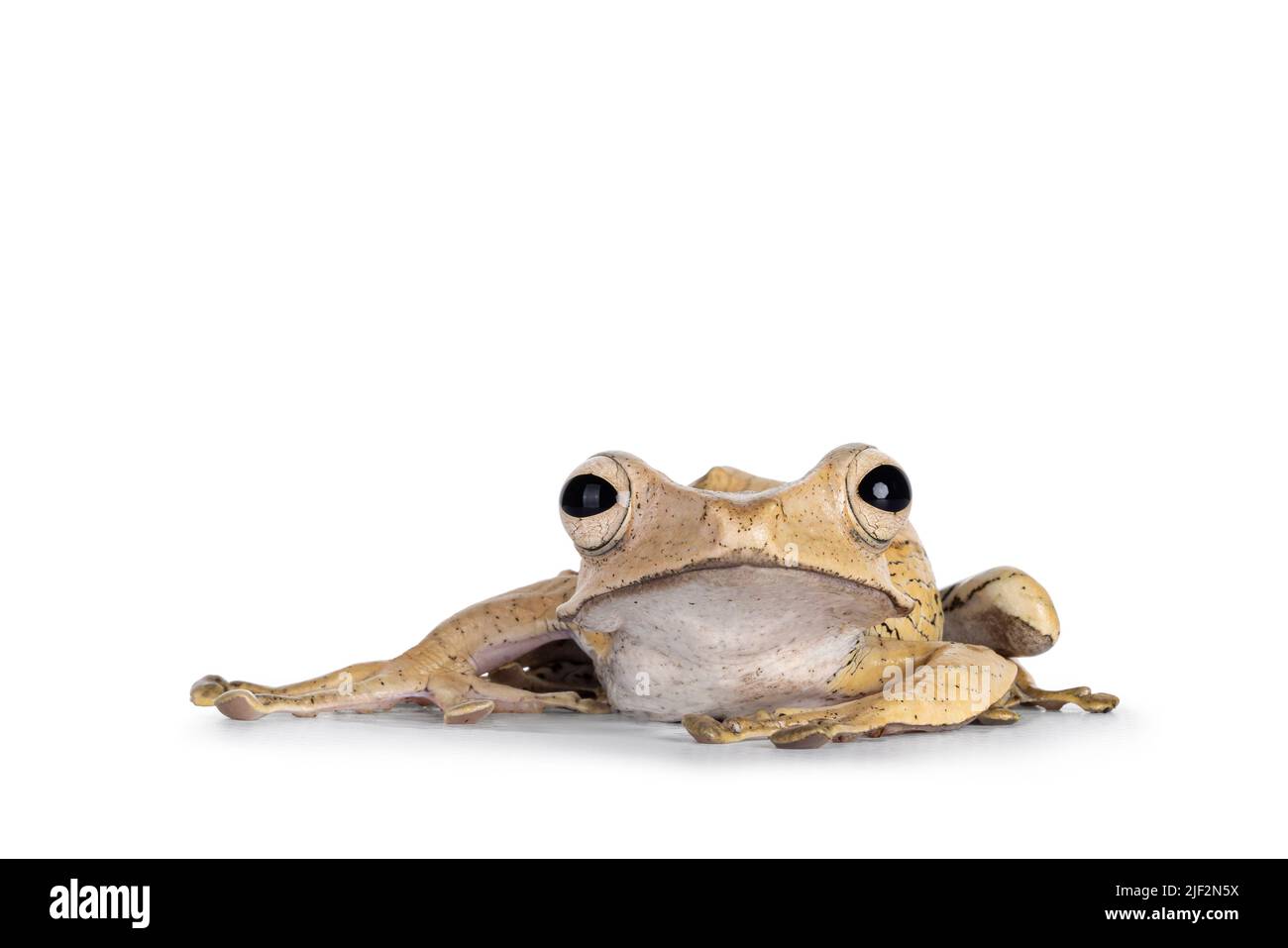 Frog pose hi-res stock photography and images - Alamy