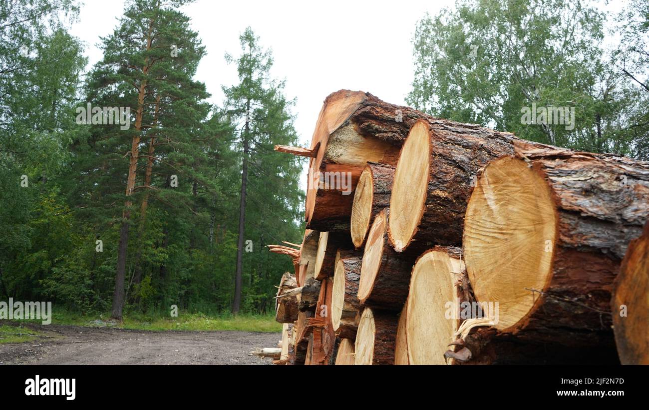Large logs lie in a pile on a background of green forest Stock Photo ...