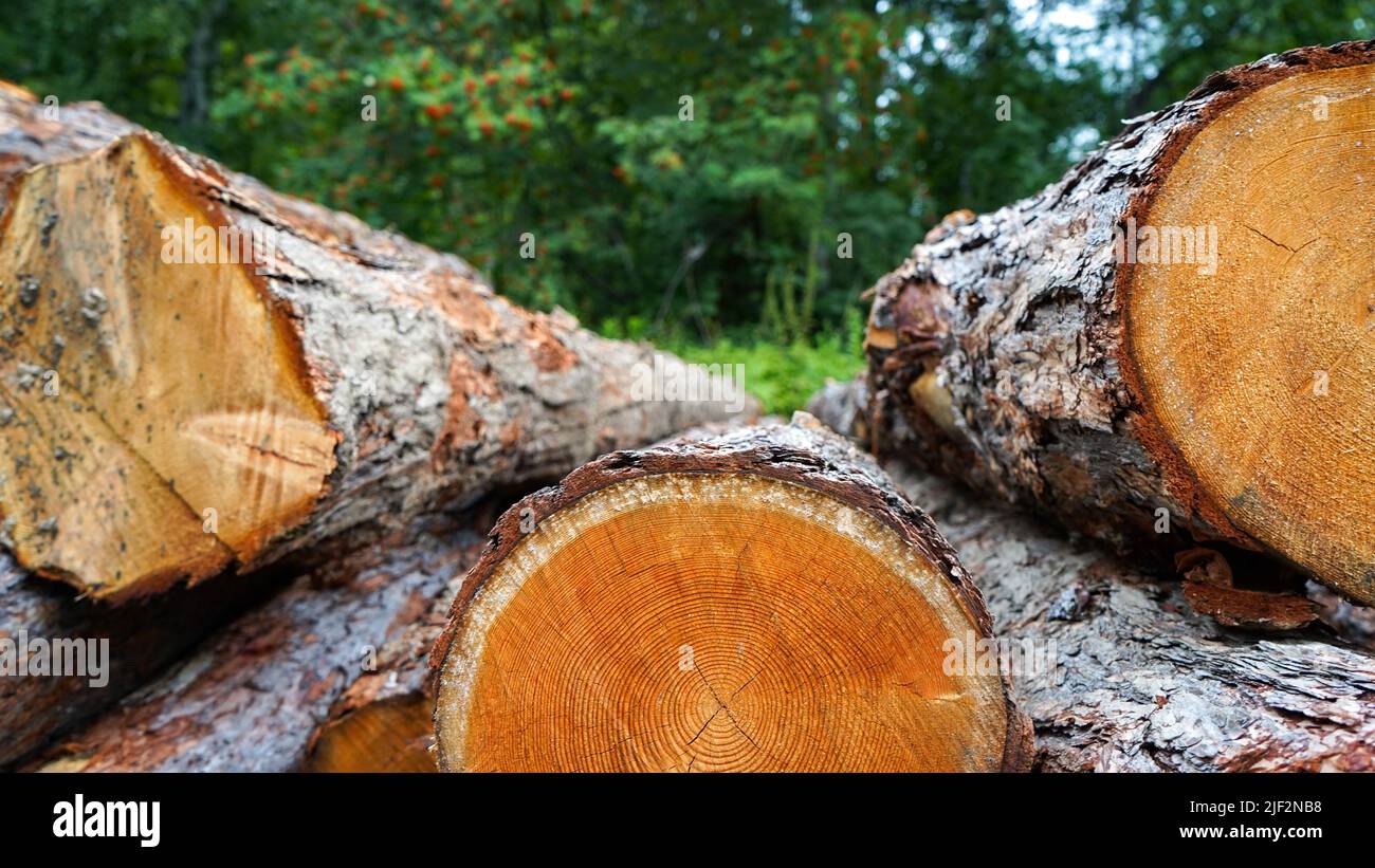 Forest raw material hi-res stock photography and images - Alamy