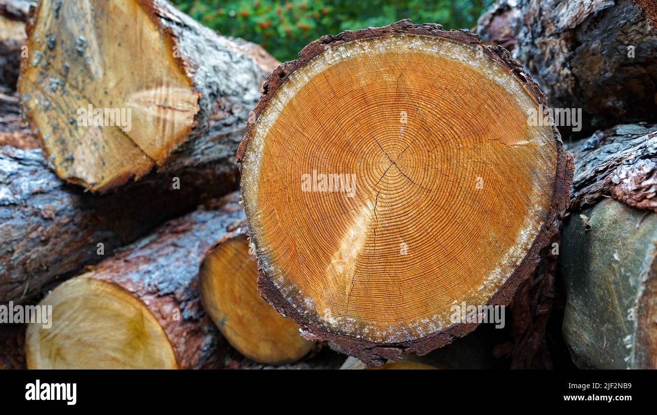 Large logs lie in a pile on a background of green forest Stock Photo ...