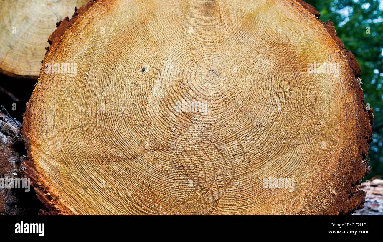 A sawn-off tree. The texture of the wood. Cross section of spruce and ...