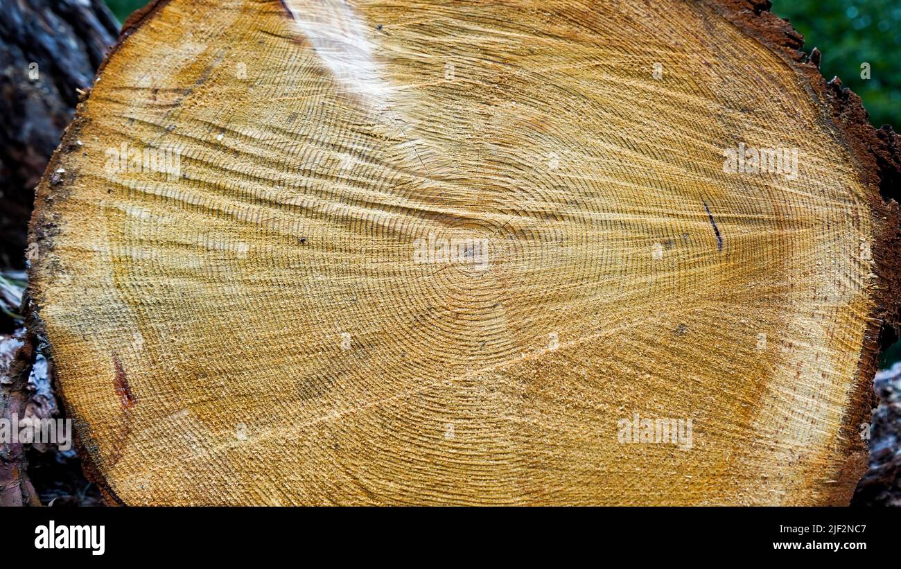 A sawn-off tree. The texture of the wood. Cross section of spruce and ...