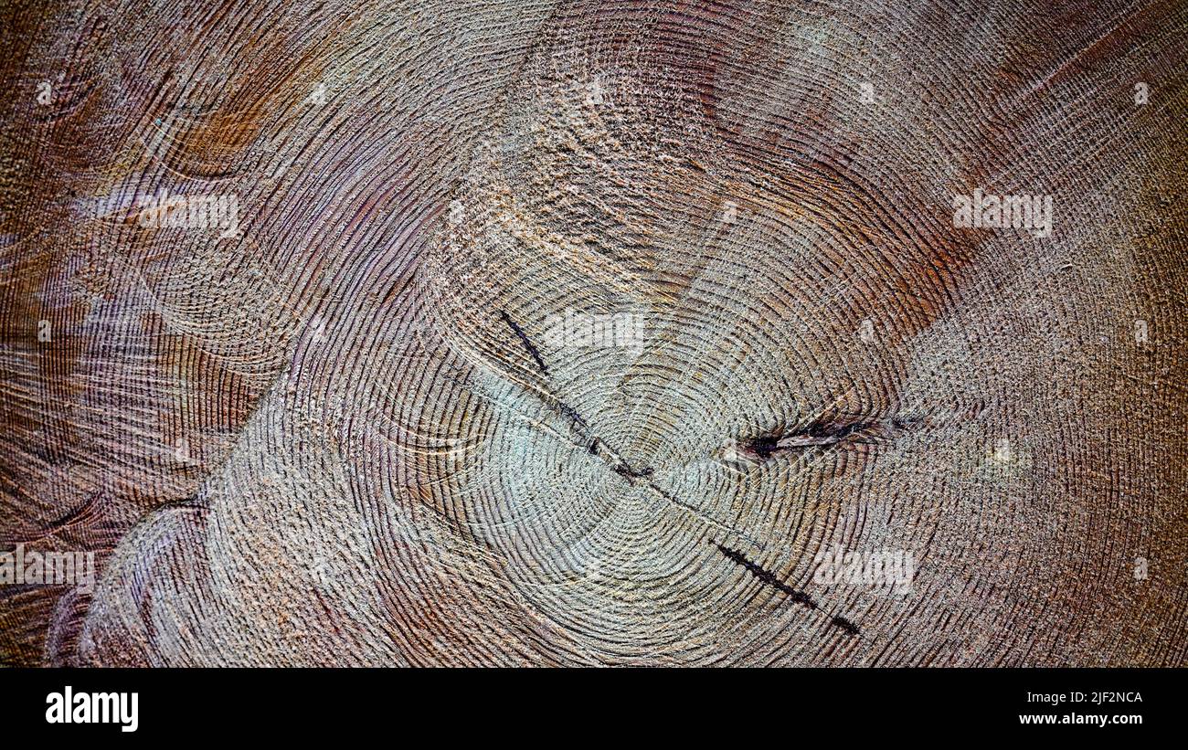 A sawn-off tree. The texture of the wood. Cross section of spruce and ...
