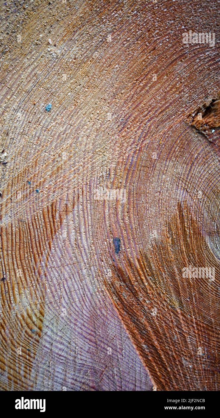 A sawn-off tree. The texture of the wood. Cross section of spruce and ...