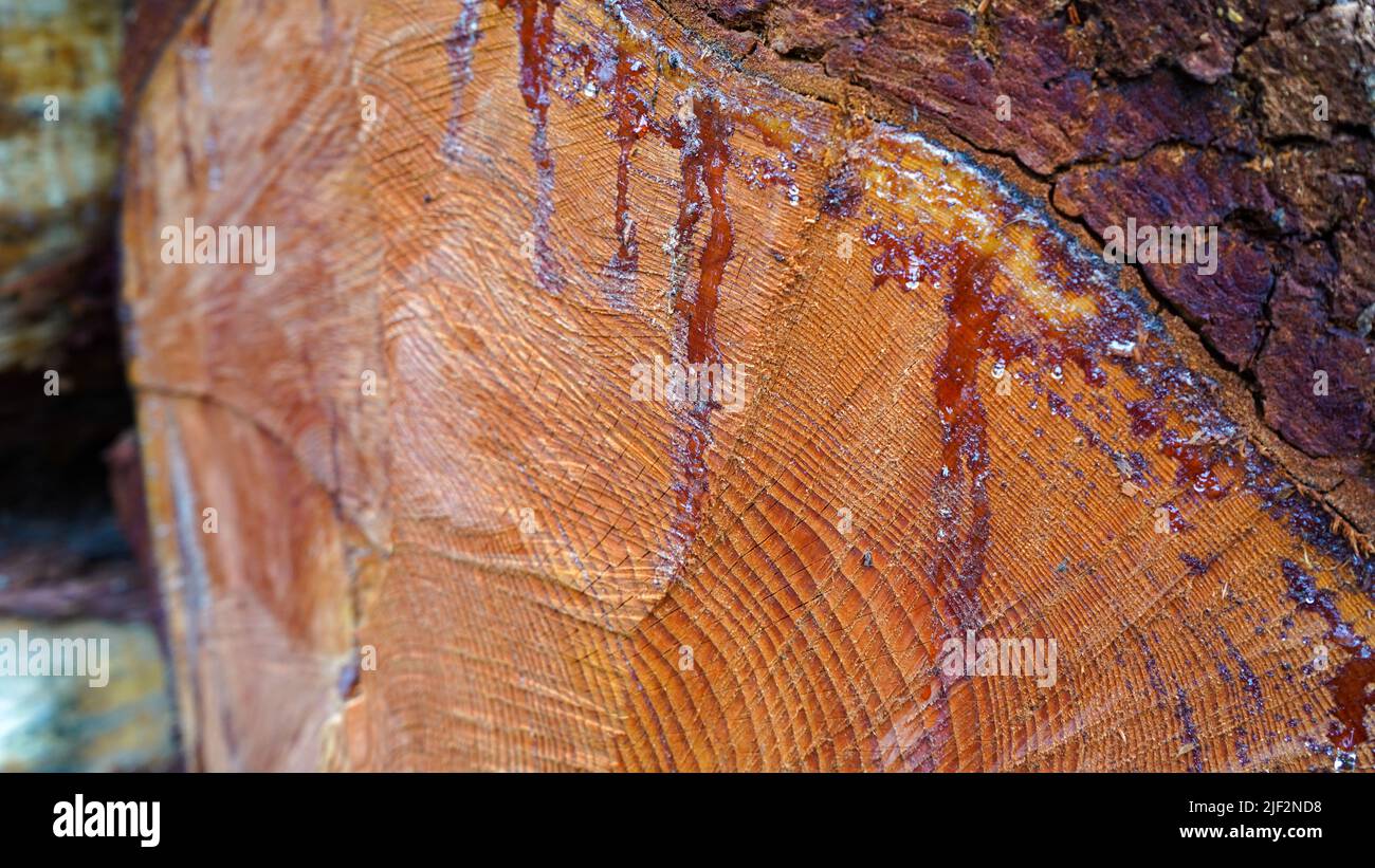 A sawn-off tree. The texture of the wood. Cross section of spruce and ...